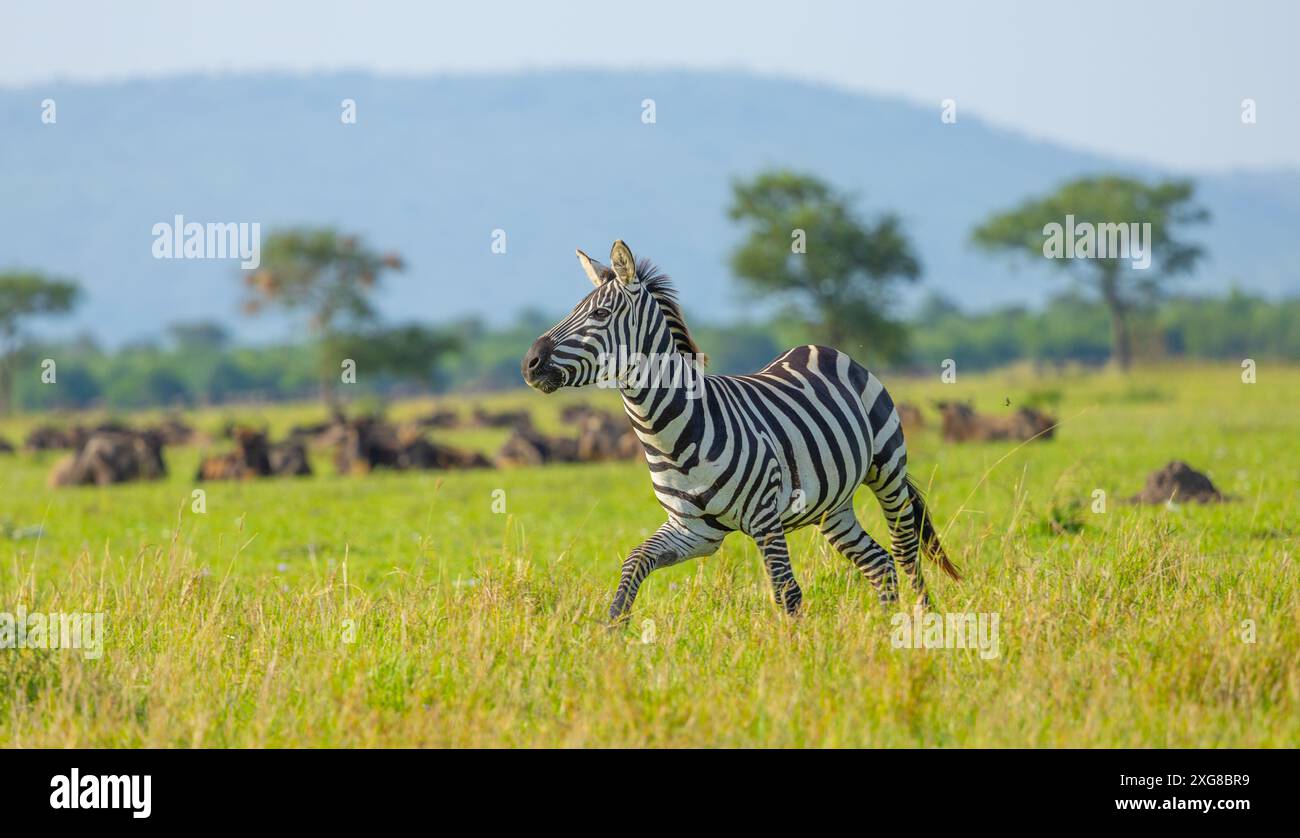 Zebra running in the savanna. Western Serengeti, Grumeti area ...