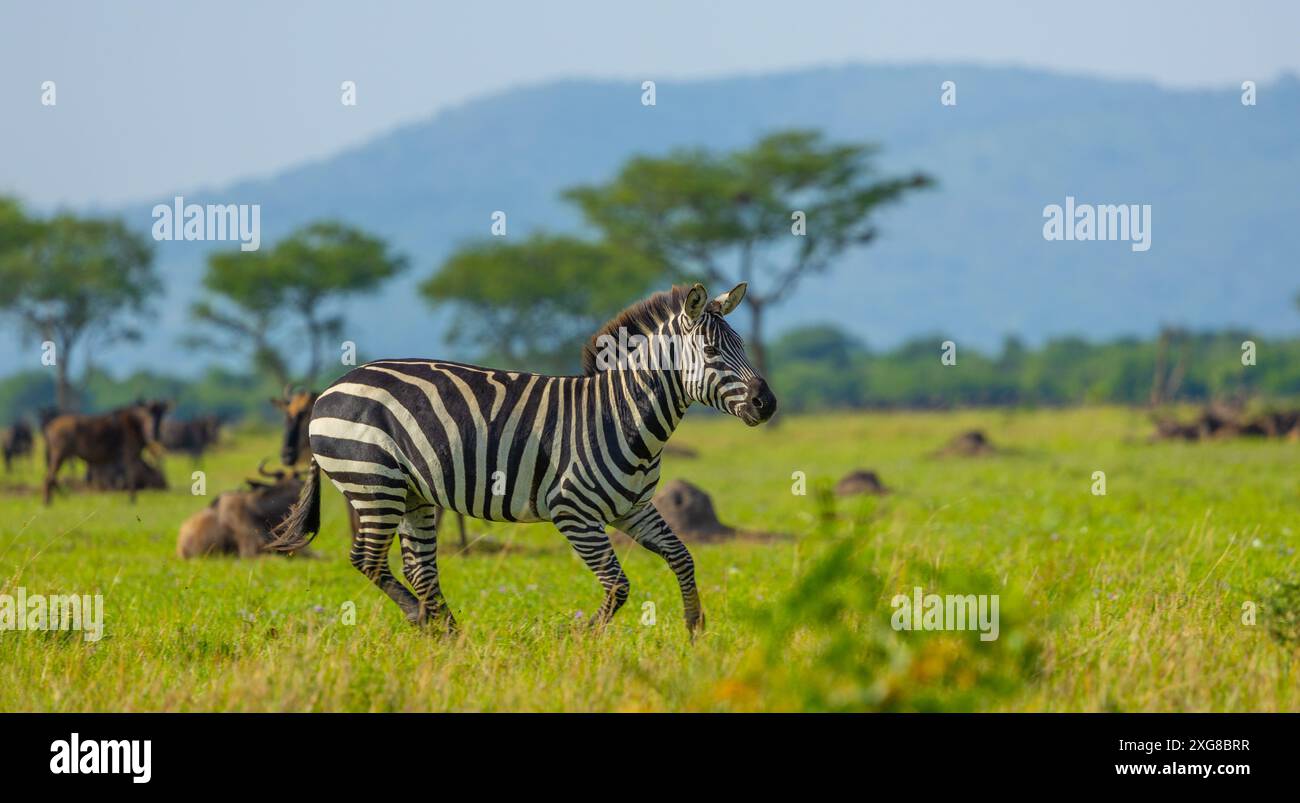 Zebra running in the savanna during the migration through Western ...
