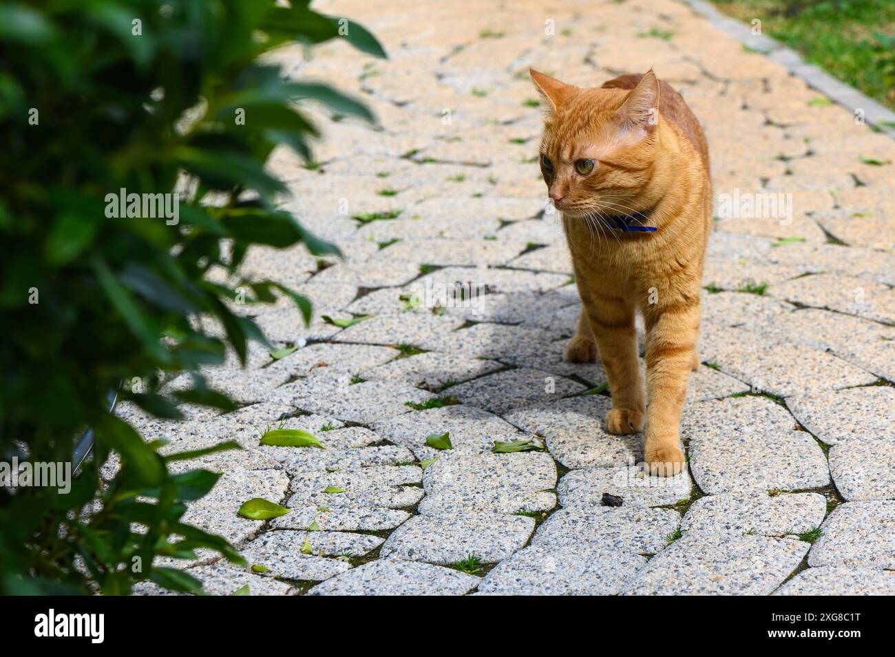 White background cyprus cat hi-res stock photography and images - Alamy