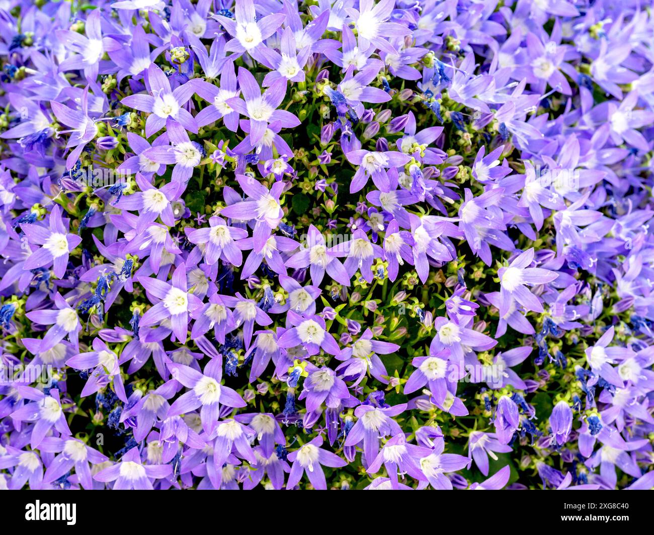 Blue and white flowers of Campanula garganica W H Paine Stock Photo - Alamy