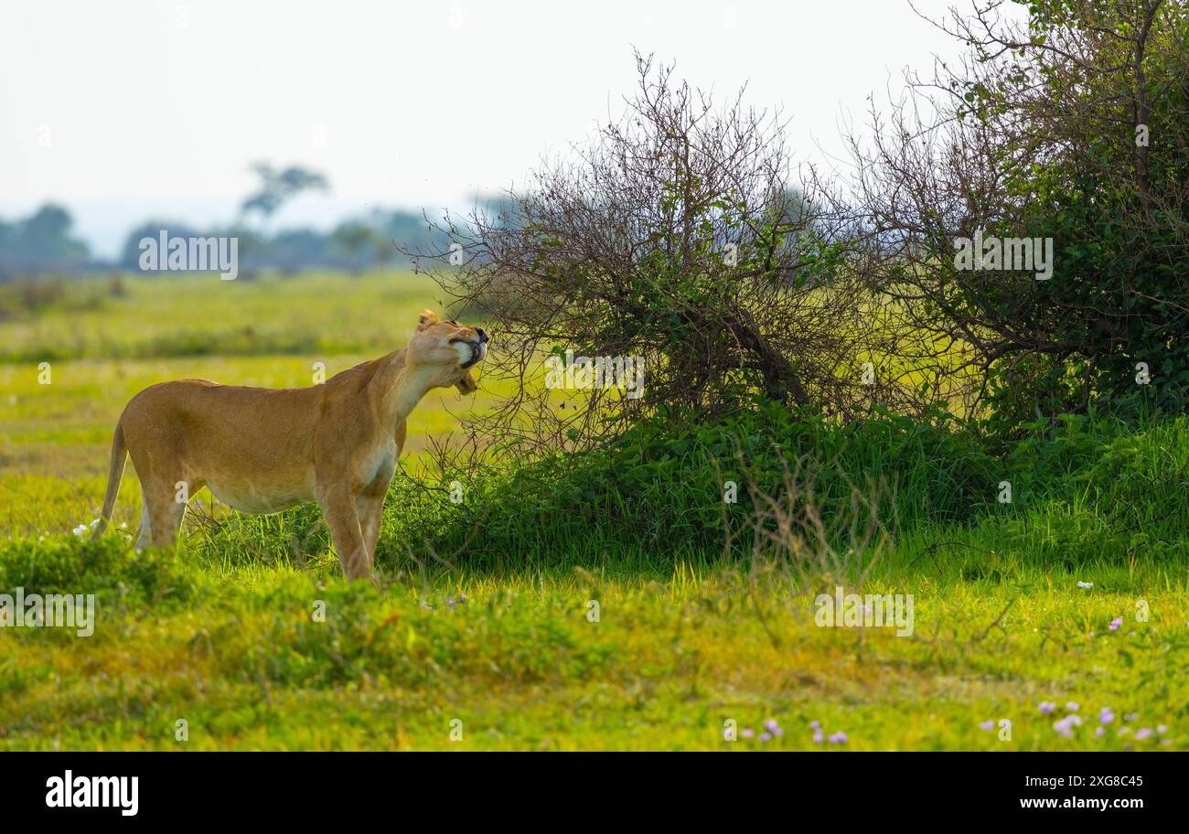 Lion panthera leo marking hi-res stock photography and images - Alamy