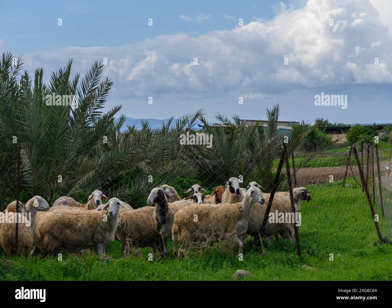 Sheep farming cyprus hi-res stock photography and images - Alamy