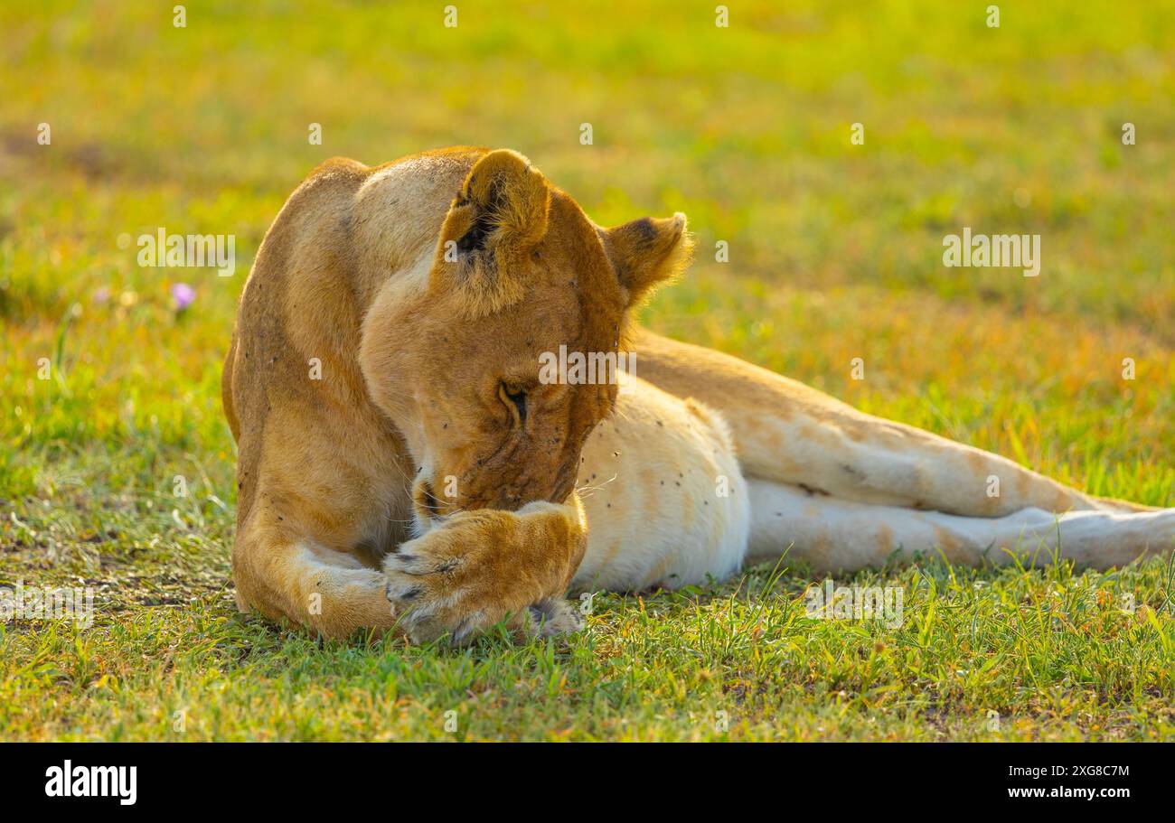 Lion savanna grooming hi-res stock photography and images - Alamy