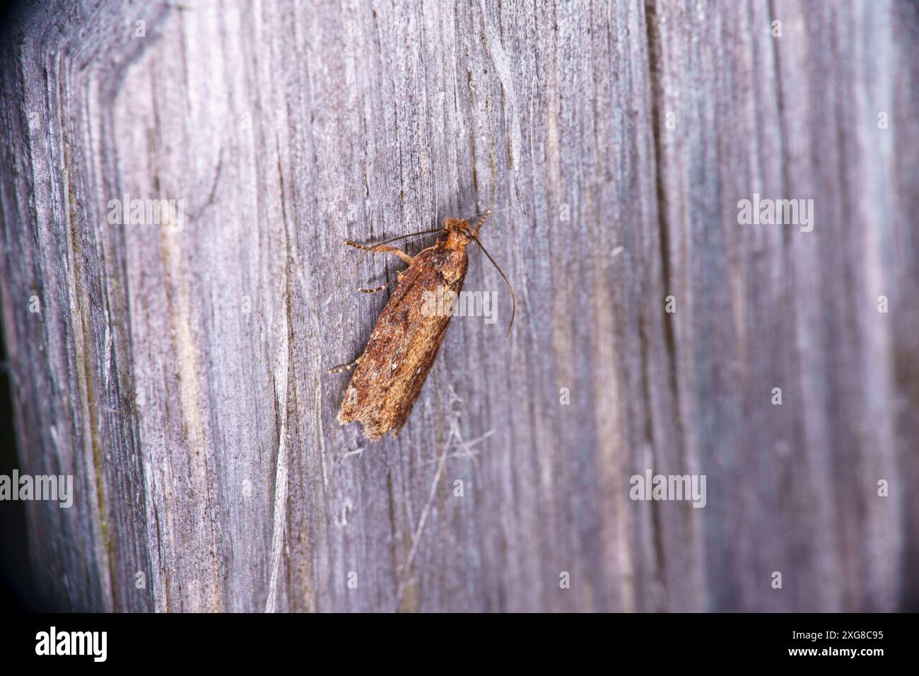 Agonopterix heracliana Family Depressariidae Genus Agonopterix Common ...