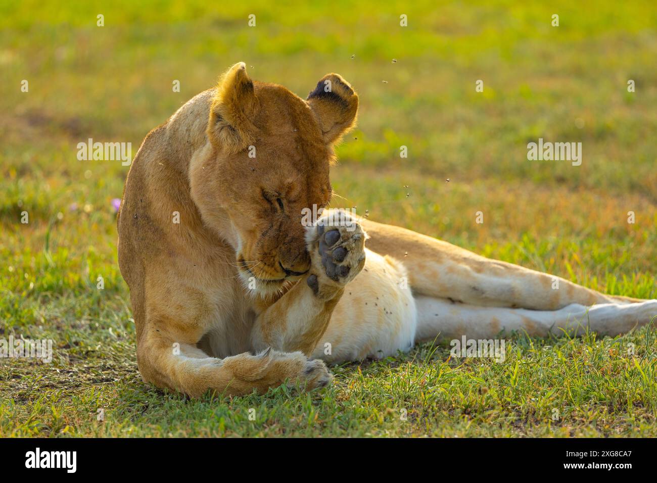 African savanna lion lioness hi-res stock photography and images - Alamy