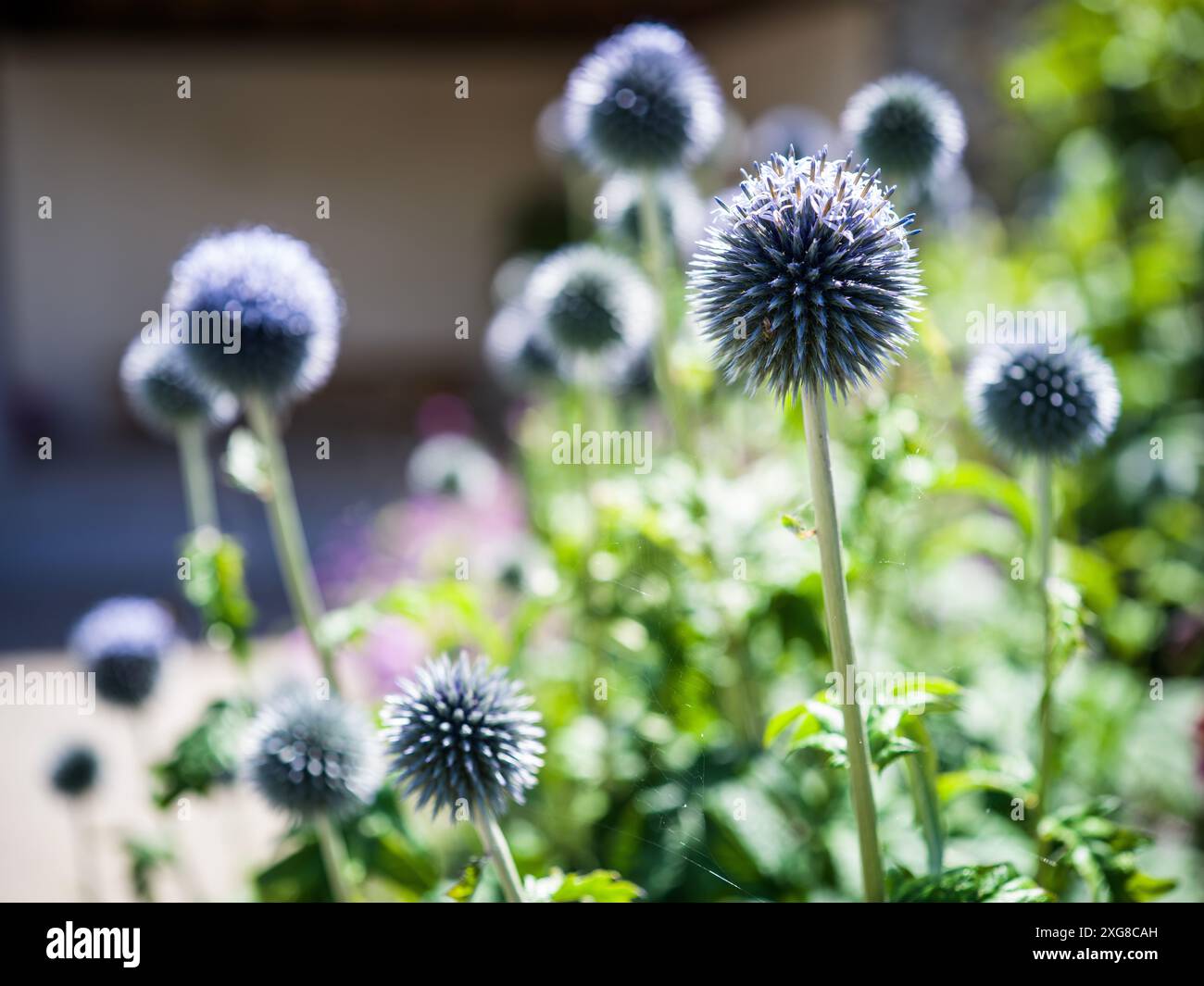 COURTYARD GARDEN TREBAH SUB TROPICAL GARDENS GLOBE THISTLE MAWNAN SMITH ...