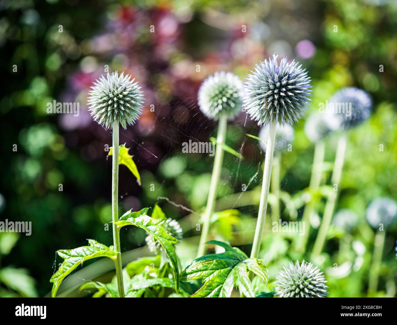 COURTYARD GARDEN TREBAH SUB TROPICAL GARDENS GLOBE THISTLE MAWNAN SMITH ...