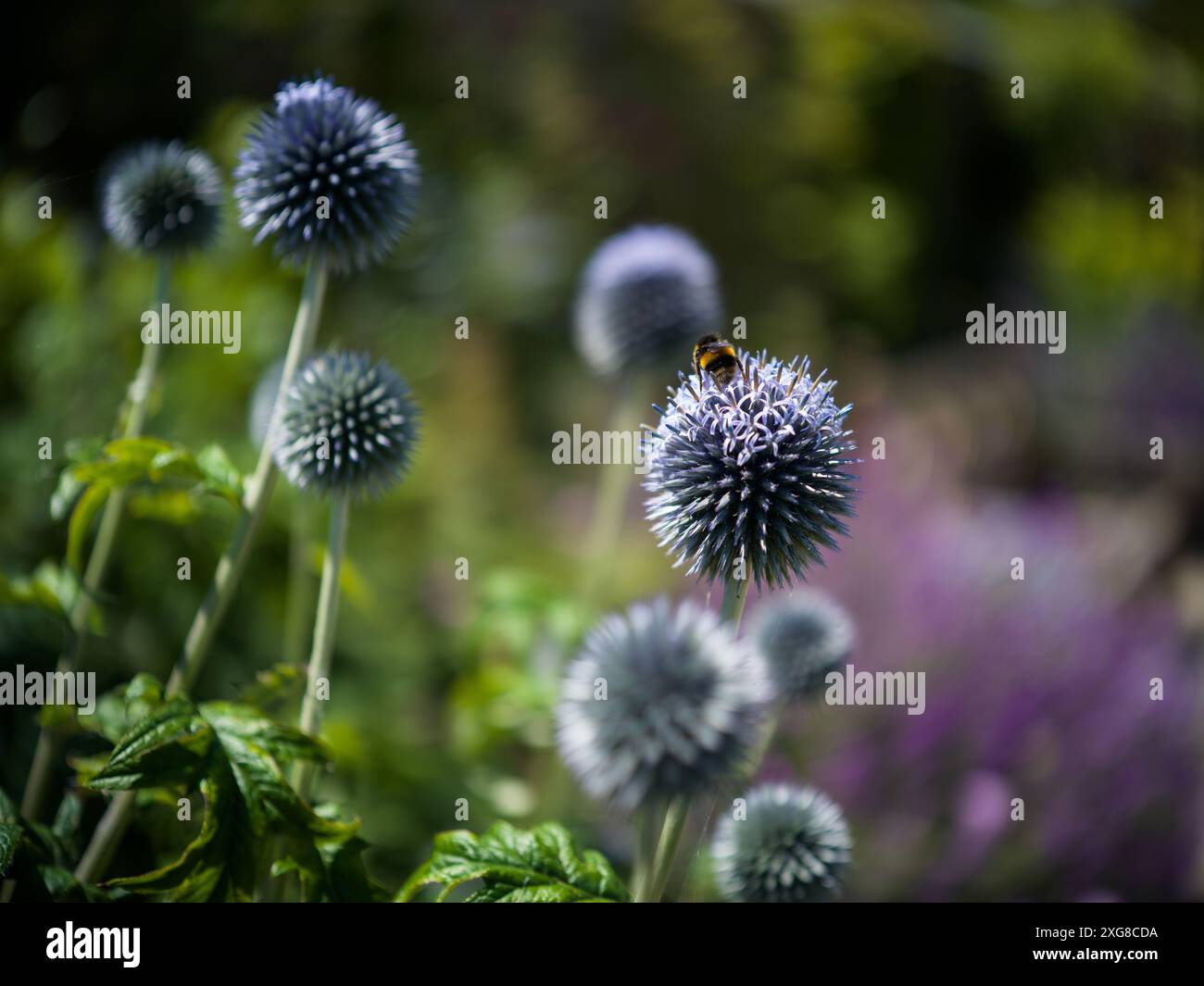 COURTYARD GARDEN TREBAH SUB TROPICAL GARDENS GLOBE THISTLE MAWNAN SMITH ...