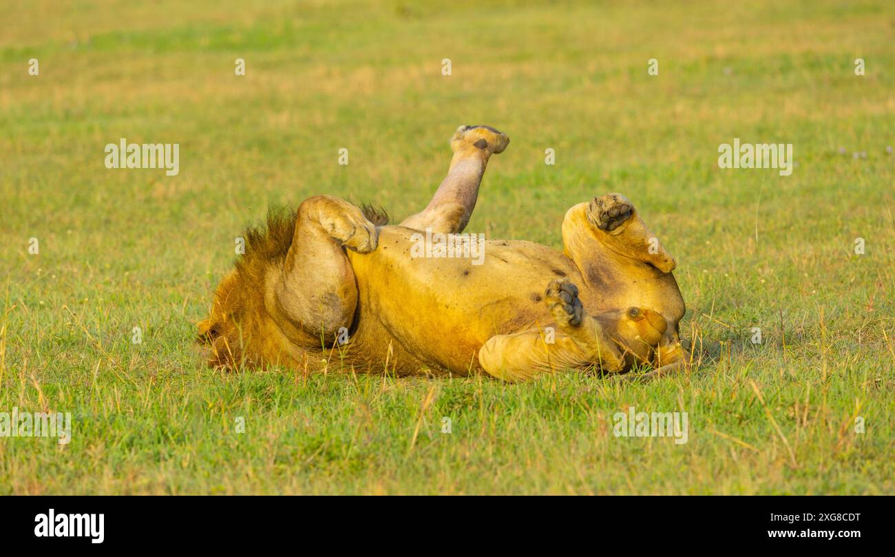 Male lion rolling in the savanna. Western Serengeti, Grumeti area ...