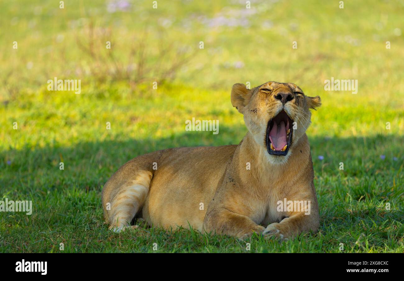 Lioness yawning. Western Serengeti, Grumeti area. Serengeti National Park, Tanzania Stock Photo ...