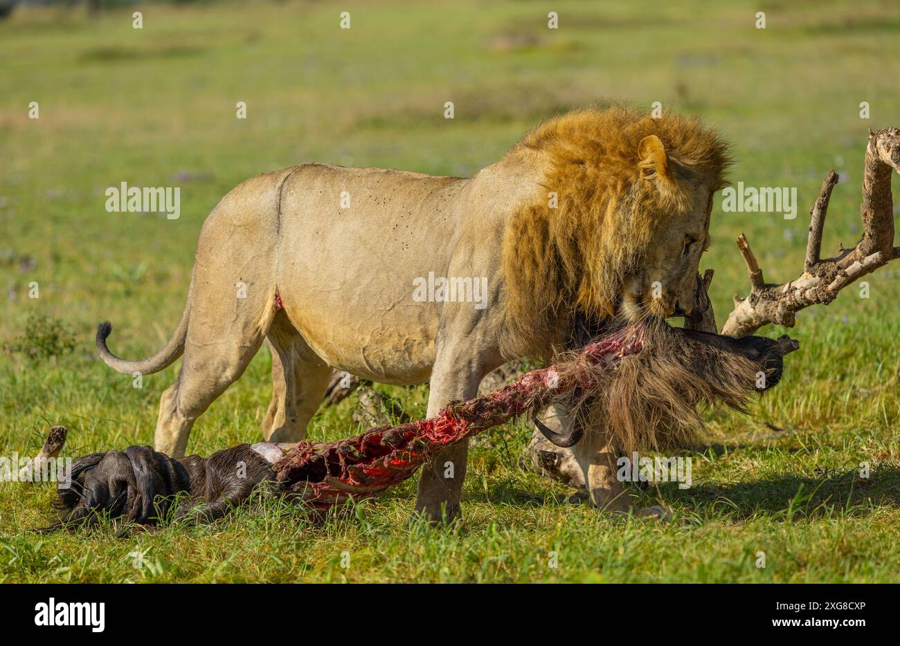 Male lion dragging a wildebeest carcass to the shady spot. Western ...