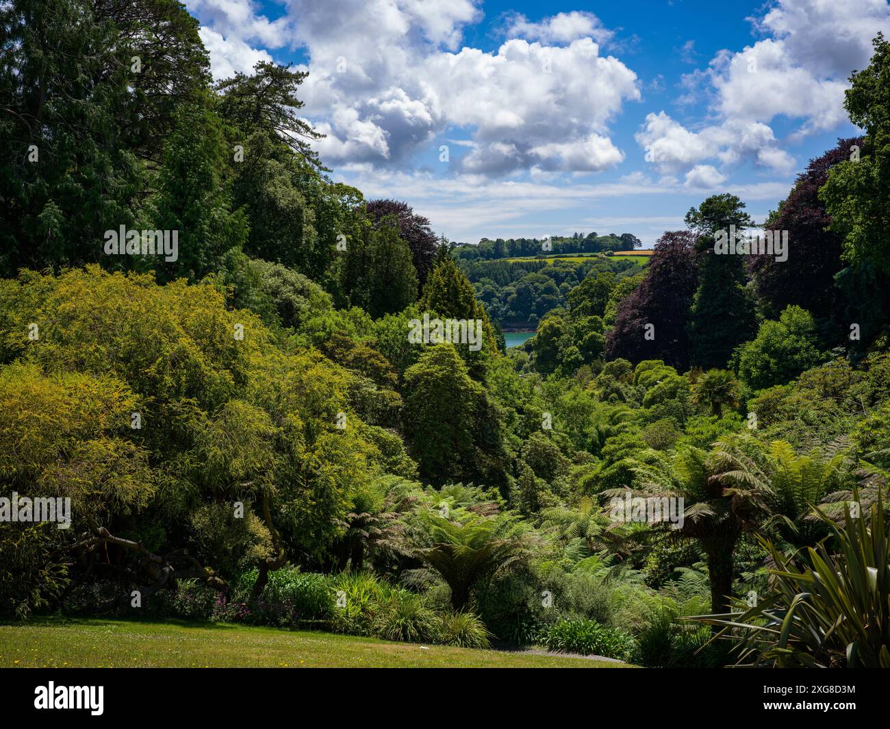 TREBAH SUB TROPICAL GARDENS PALM TREES GLOBE THISTLE HYDRANGEAS MAWNAN ...