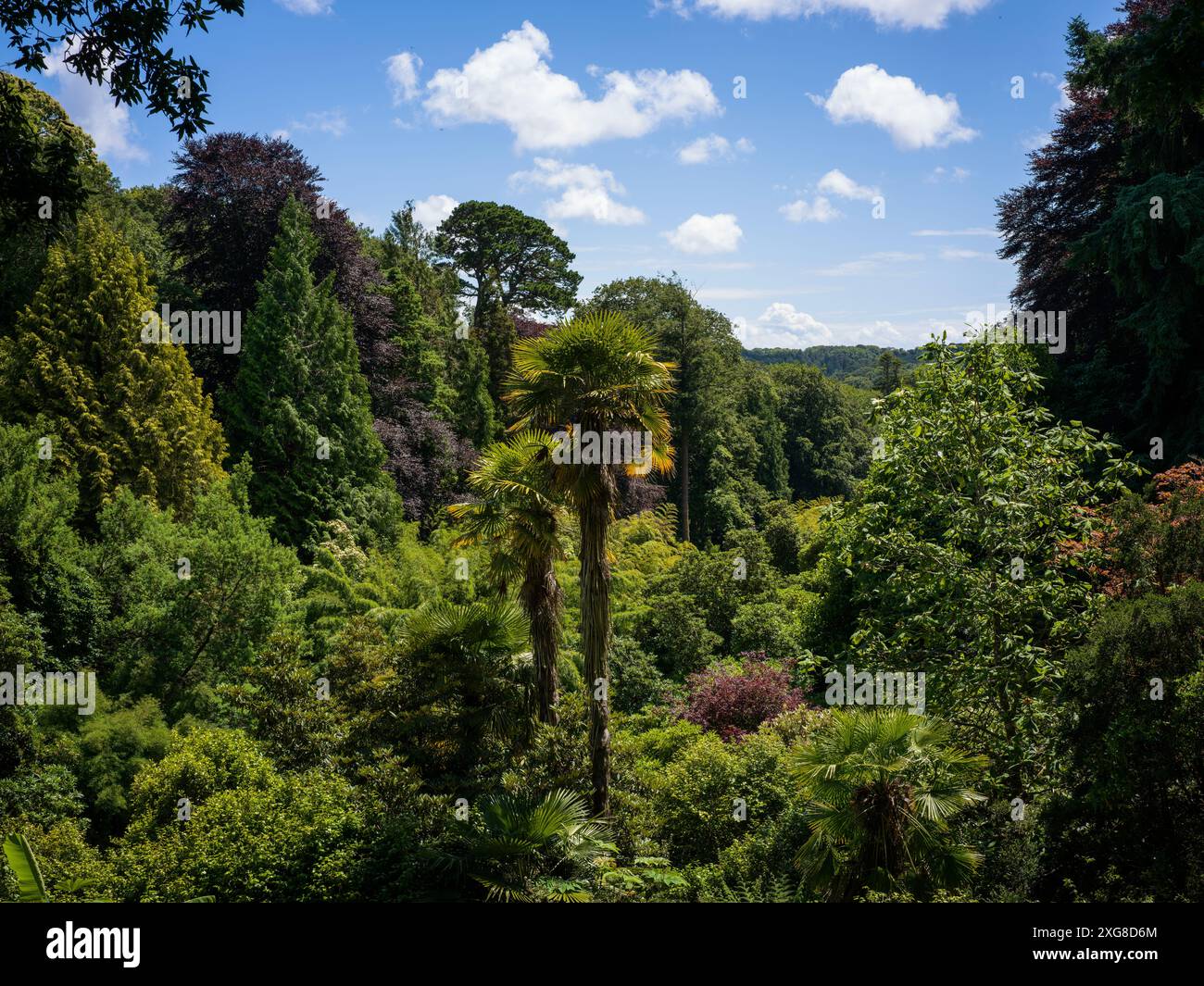 TREBAH SUB TROPICAL GARDENS PALM TREES GLOBE THISTLE HYDRANGEAS MAWNAN ...