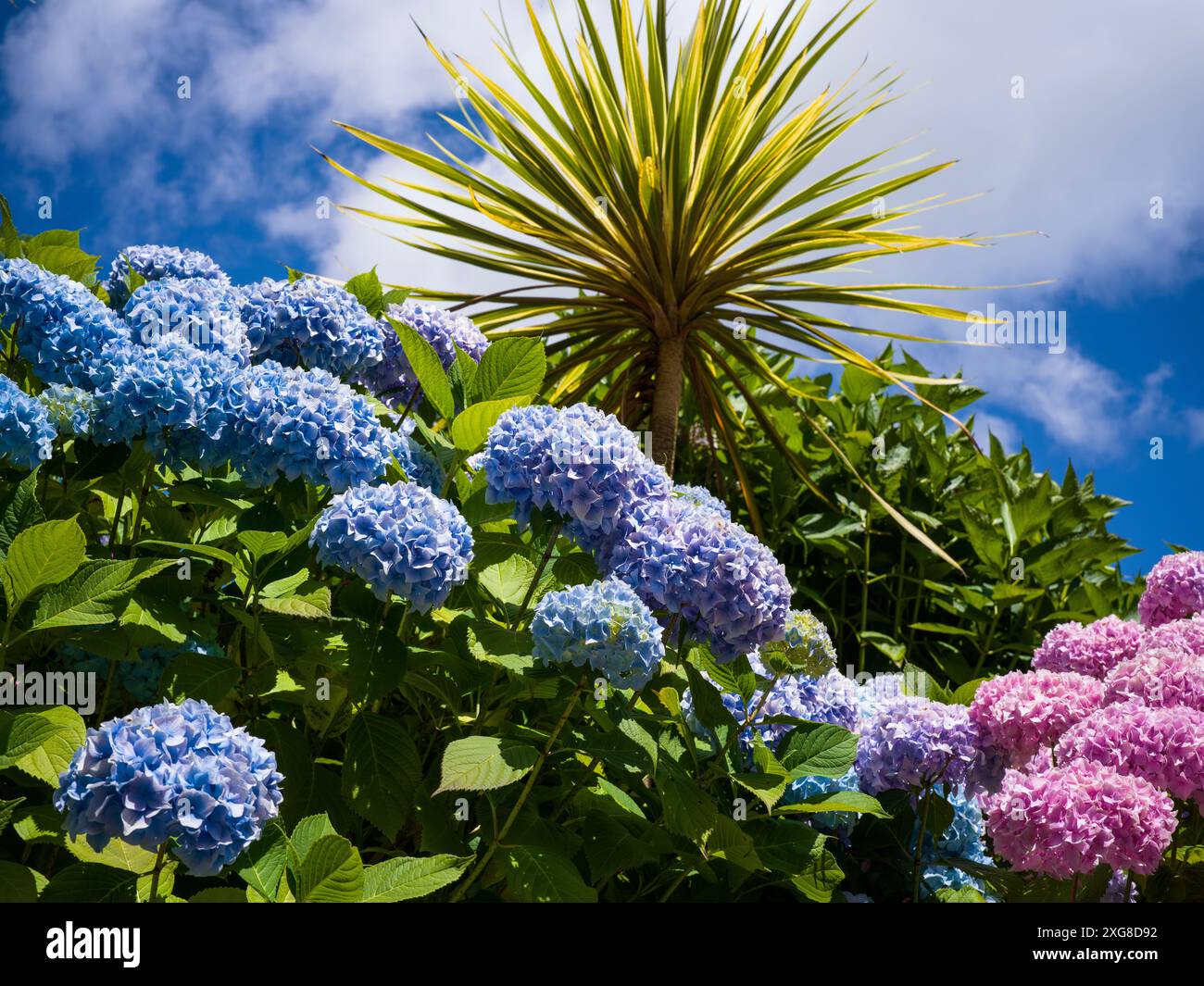 TREBAH SUB TROPICAL GARDENS PALM TREES GLOBE THISTLE HYDRANGEAS MAWNAN ...