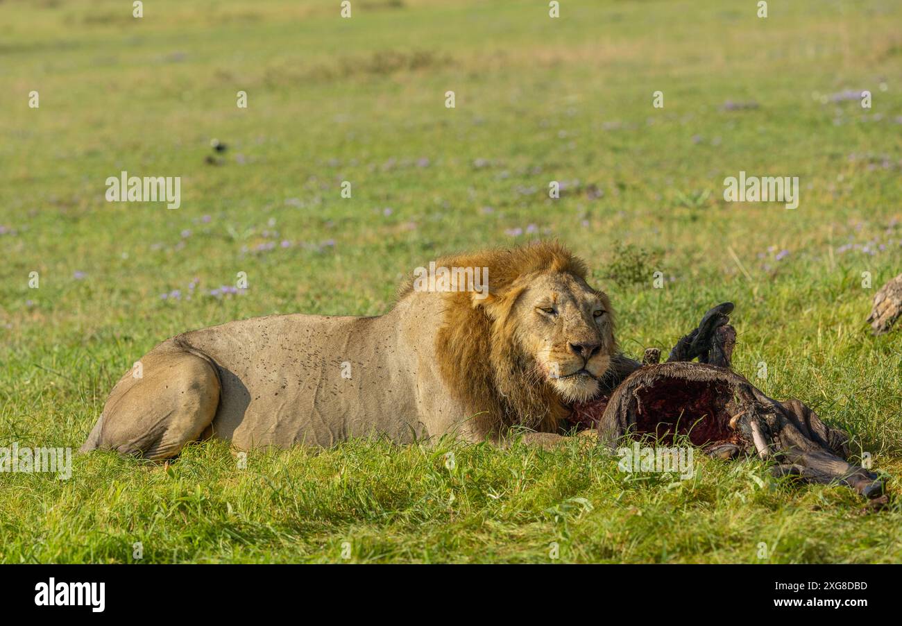 Lion feeding male hi-res stock photography and images - Alamy