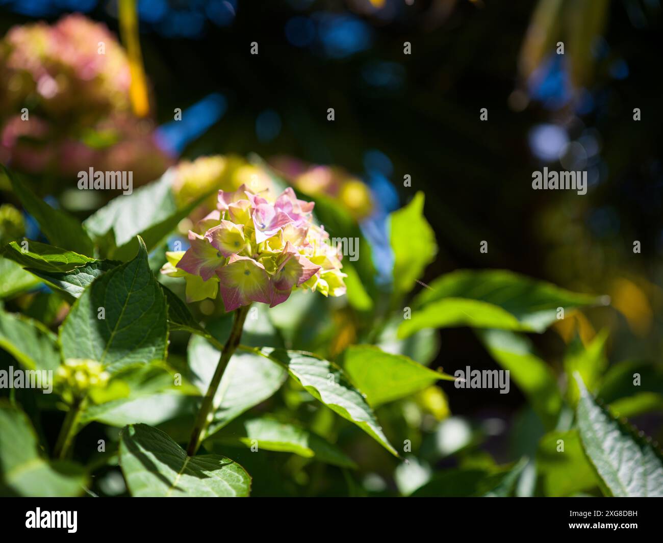 TREBAH SUB TROPICAL GARDENS PALM TREES GLOBE THISTLE HYDRANGEAS MAWNAN ...
