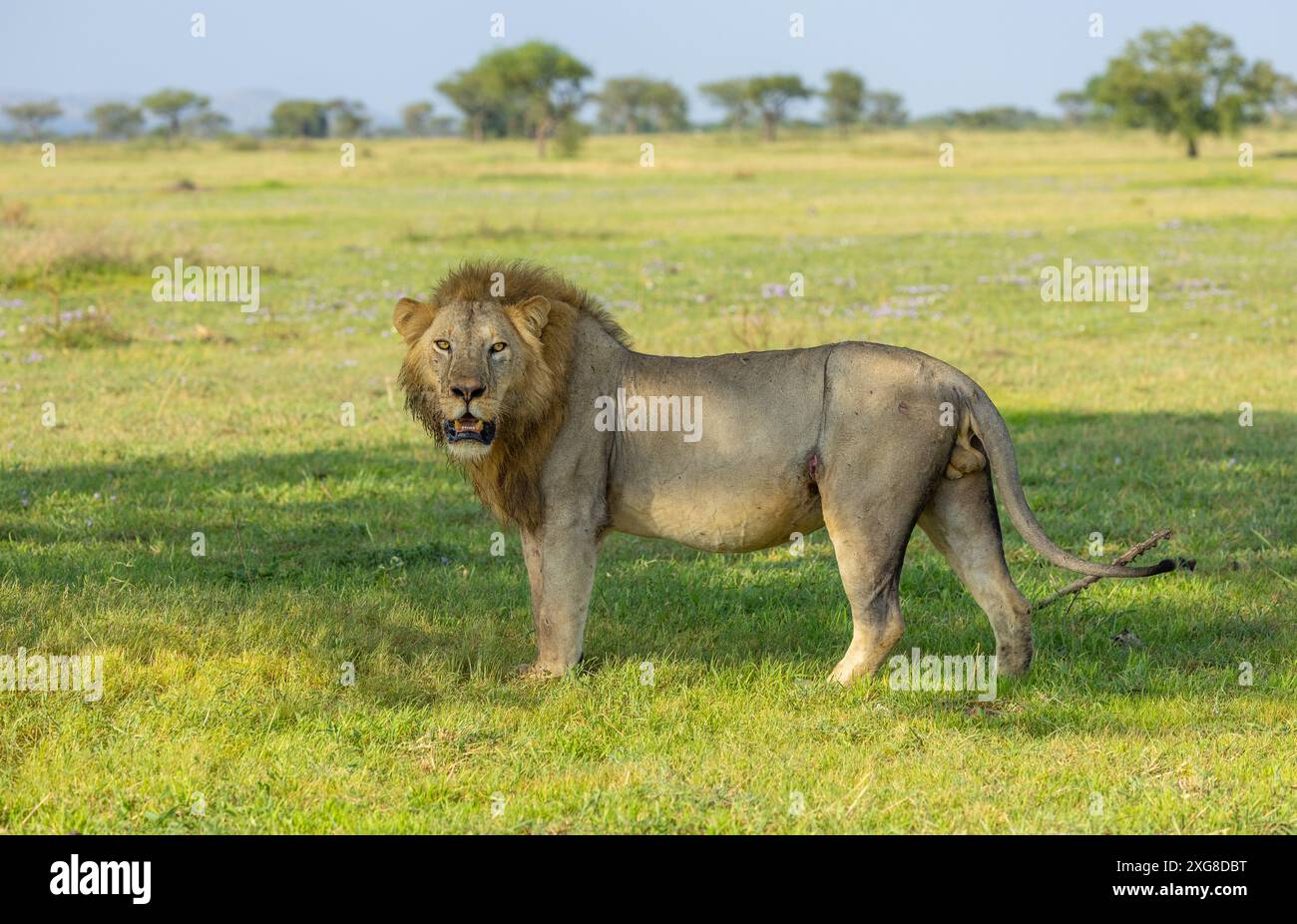 Male lion standing in the savanna. Western Serengeti, Grumeti area ...