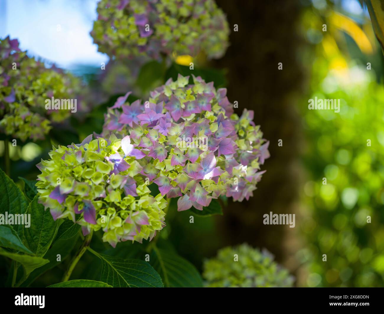 TREBAH SUB TROPICAL GARDENS PALM TREES GLOBE THISTLE HYDRANGEAS MAWNAN ...