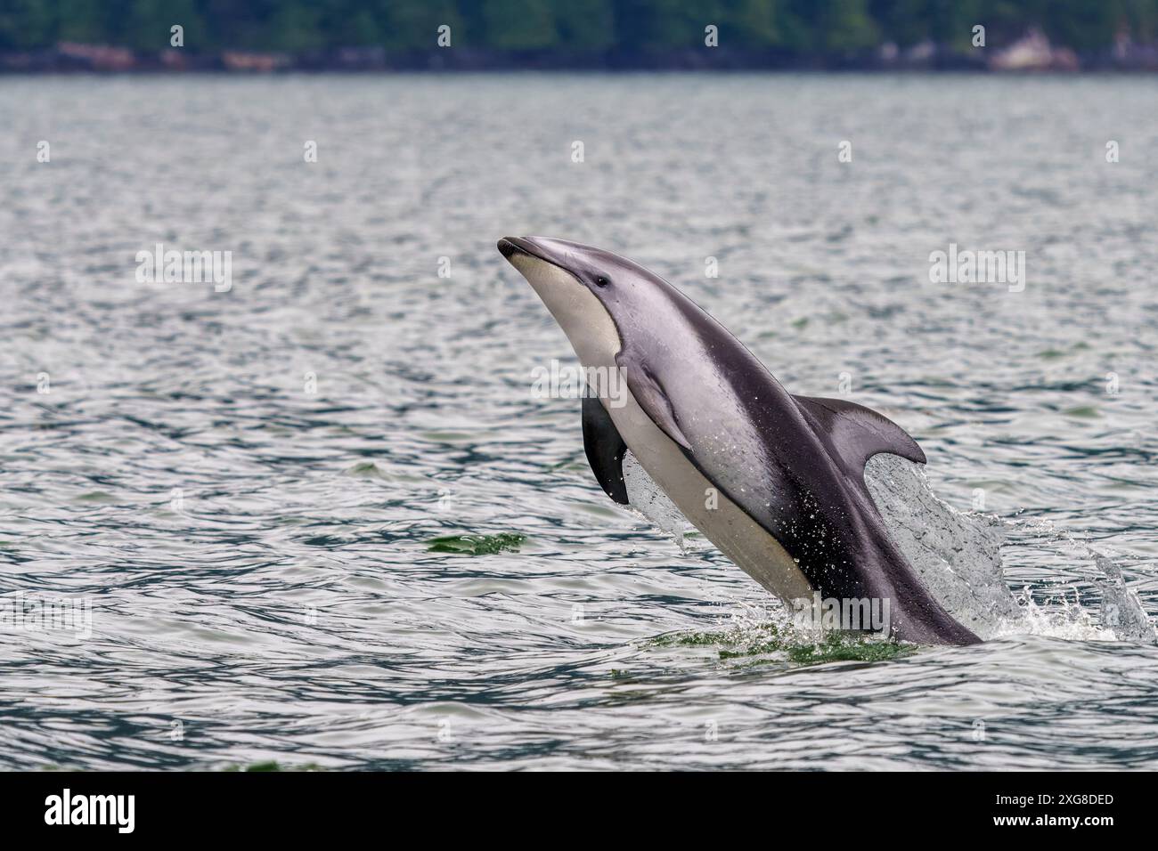 Pacific white-sided dolphin jumping in Knight Inlet, Traditional ...