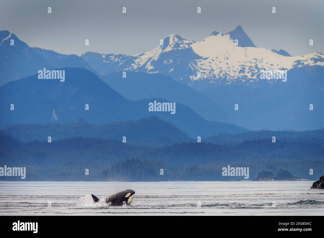 A Biggs orca Whale (Killer Whale, Orcinus orca) hunting a stellers sea ...