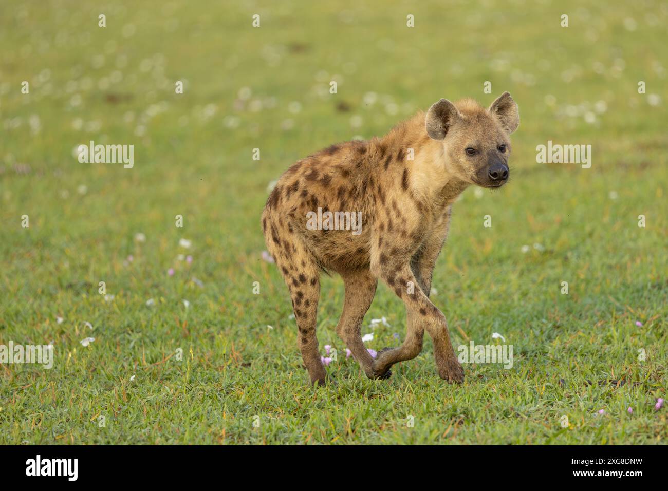 Spotted or laughing hyena running in the Serengeti plain. Western ...