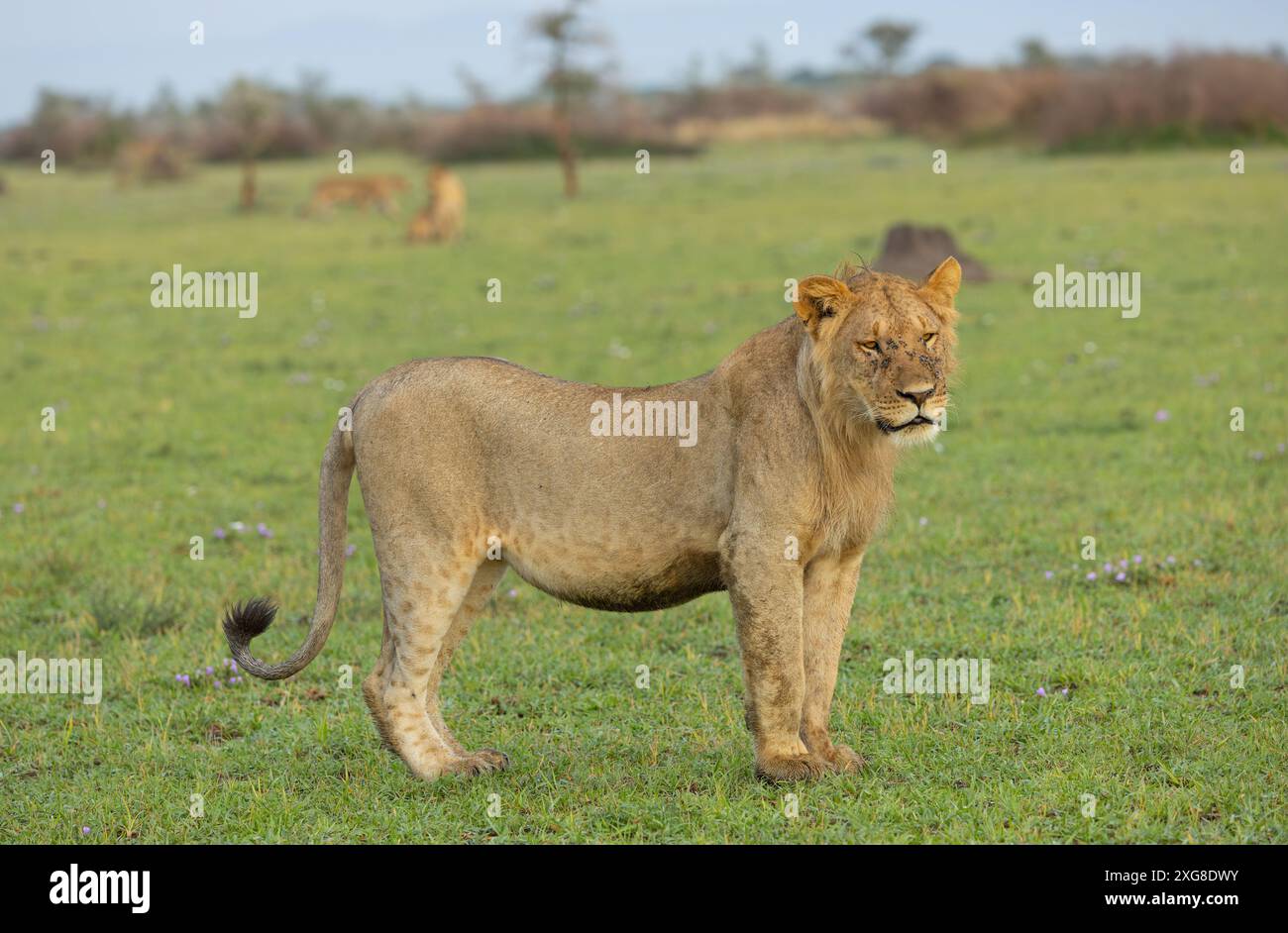 Juvenile male lion standing lush green savanna. Western Serengeti ...