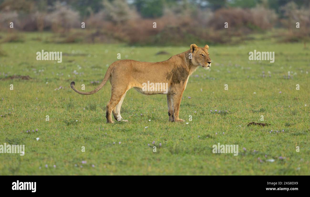 Lone lioness standing in the lush green savanna. Western Serengeti, Grumeti area. Serengeti ...