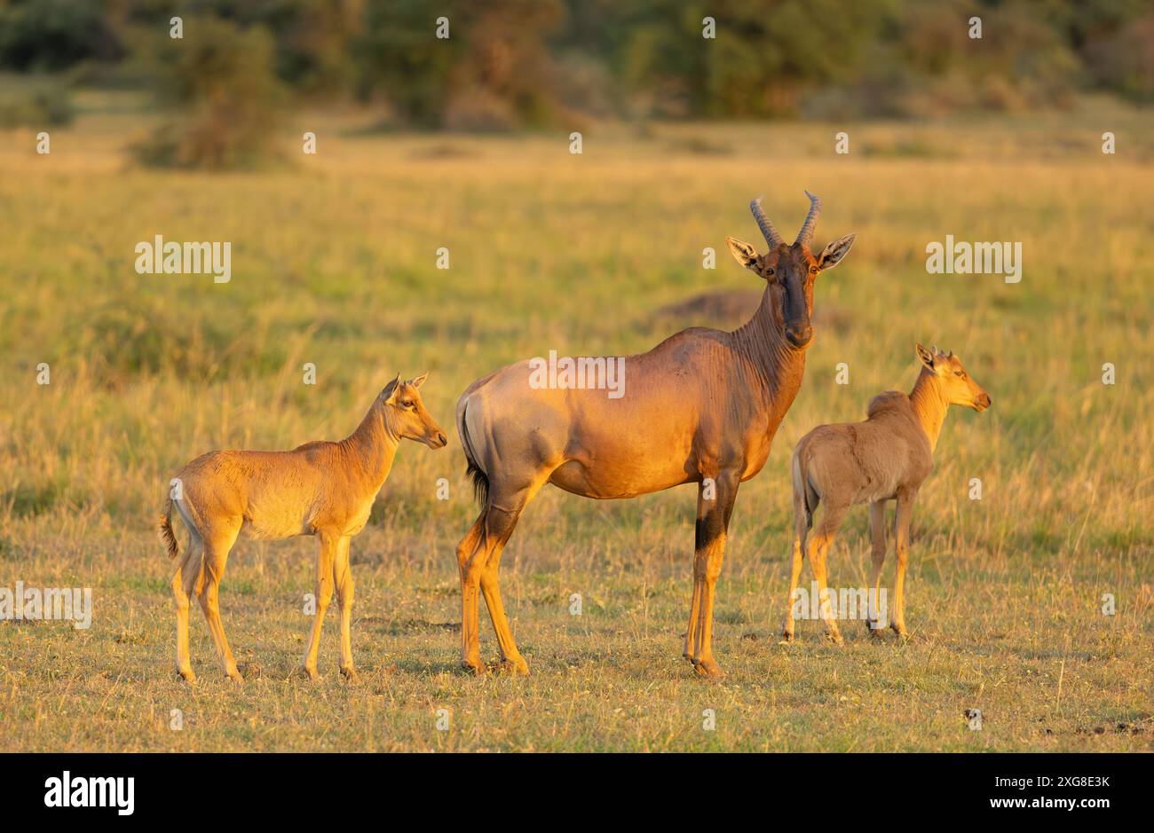 Topi antelope and calves in Western Serengeti, Grumeti area. Serengeti ...