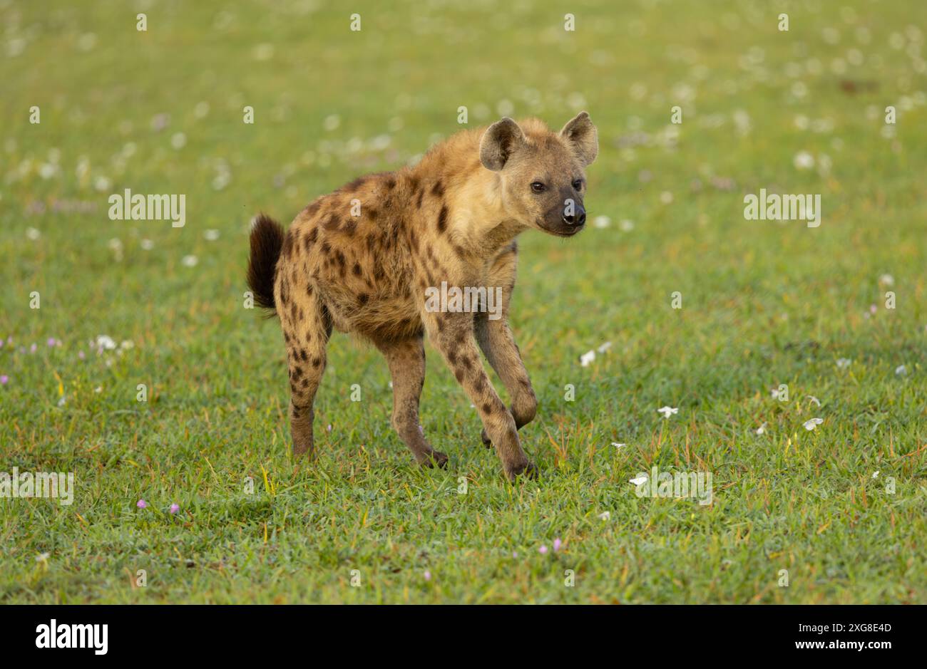 Hyena trotting hi-res stock photography and images - Alamy