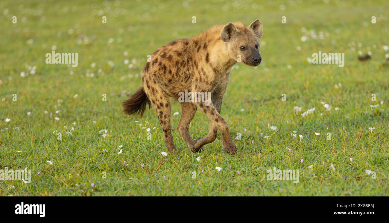 Hyena trotting hi-res stock photography and images - Alamy