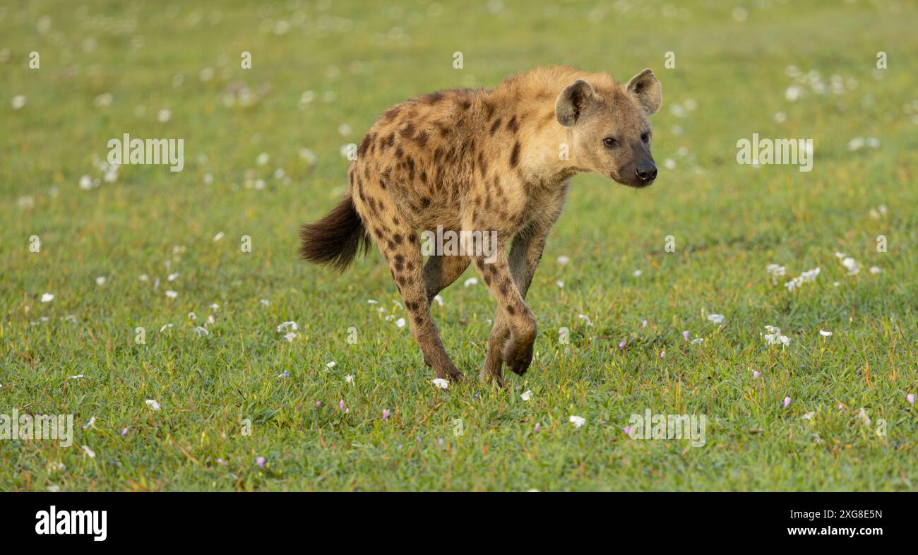 Spotted or laughing hyena running in the Serengeti plain. Western ...