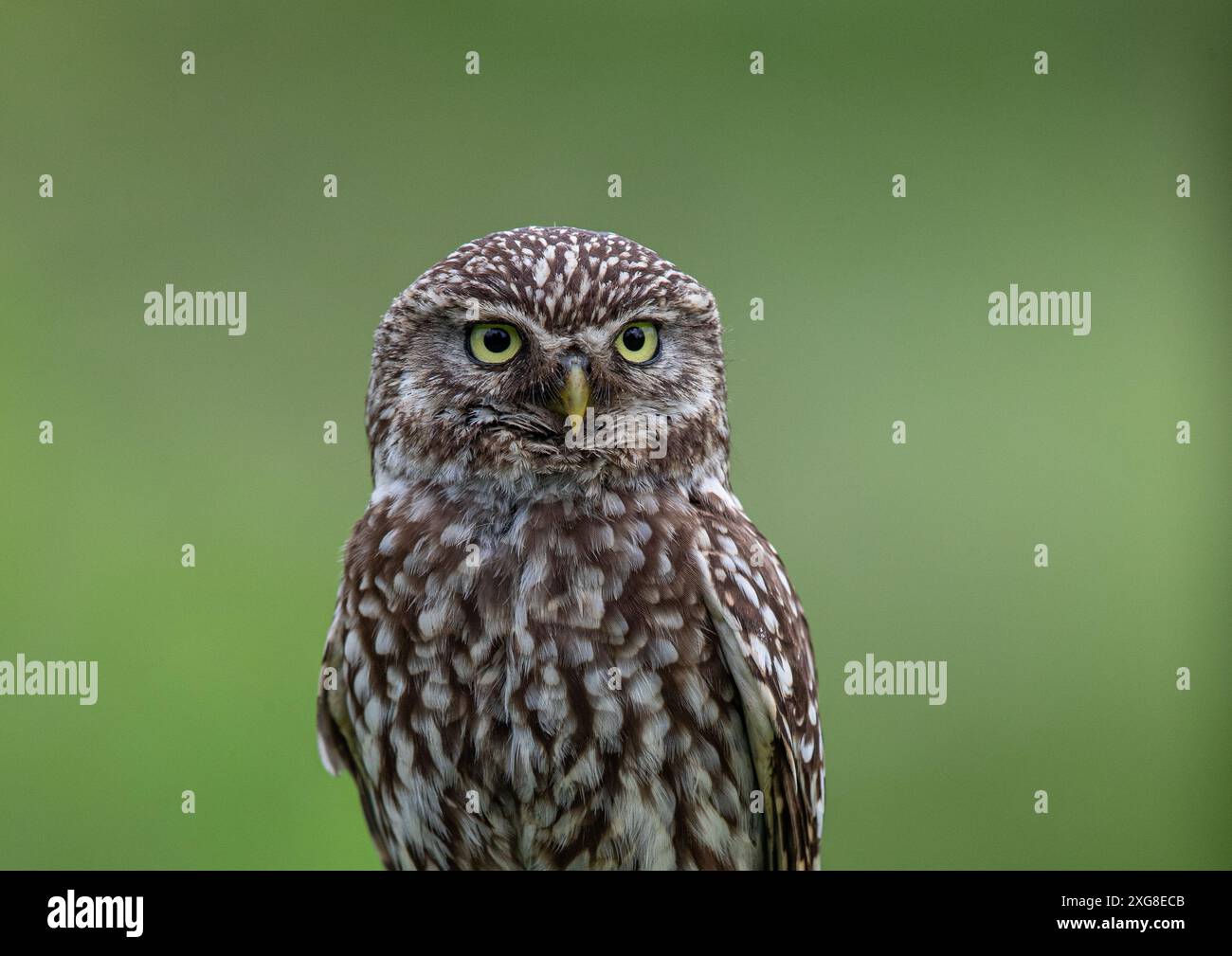 Hypnotic eyes hi-res stock photography and images - Alamy