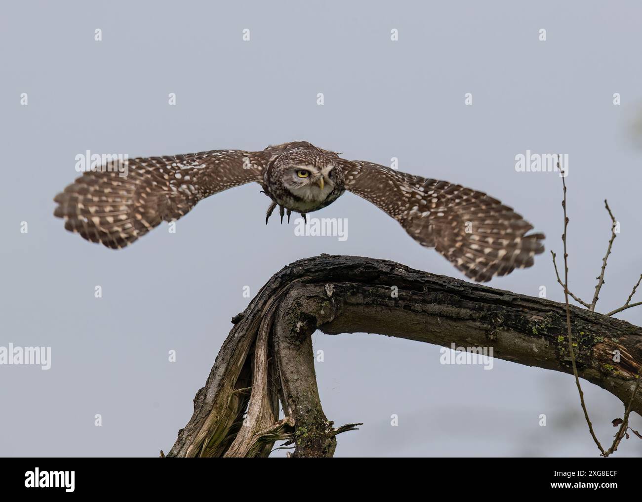 Take off. .A cheeky Little owl ( Athene noctua) wings outstretched in ...