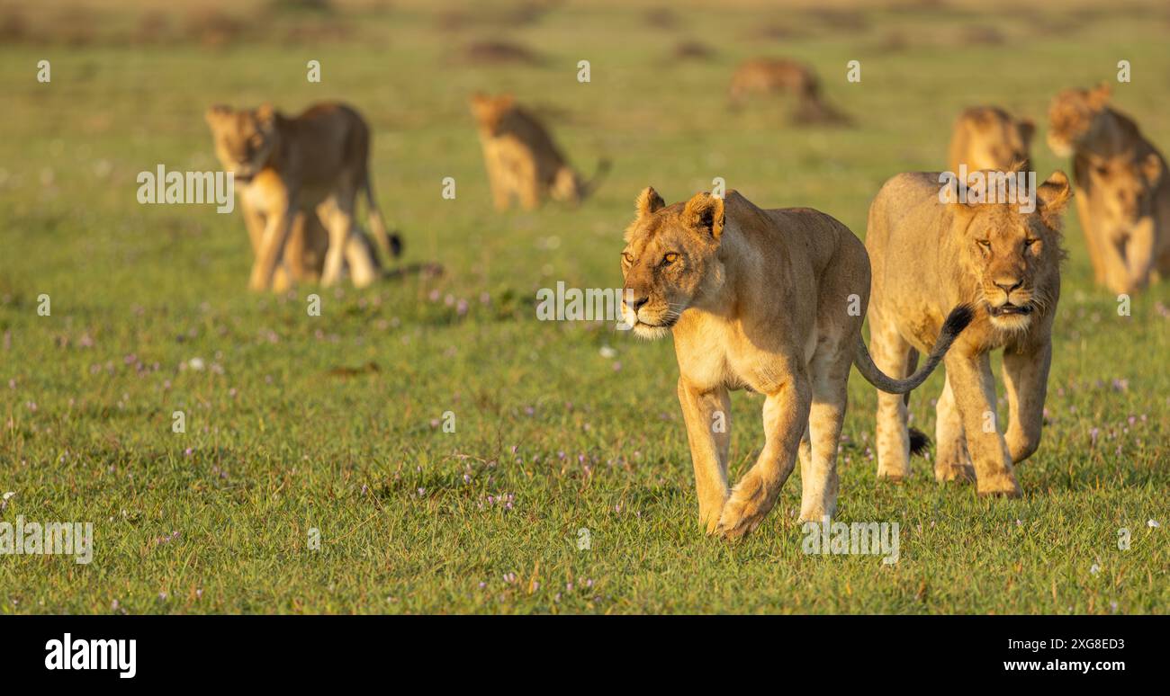 Lion pride on a morning patrol. Western Serengeti, Grumeti area. Serengeti National Park ...