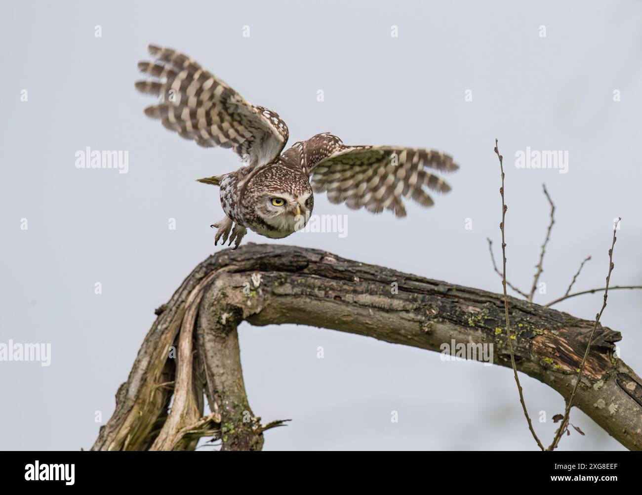 Take off. .A cheeky Little owl ( Athene noctua) wings outstretched in ...