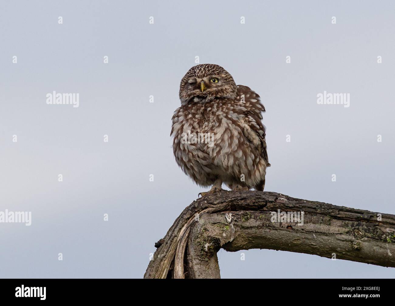Cheeky little owl hi-res stock photography and images - Alamy