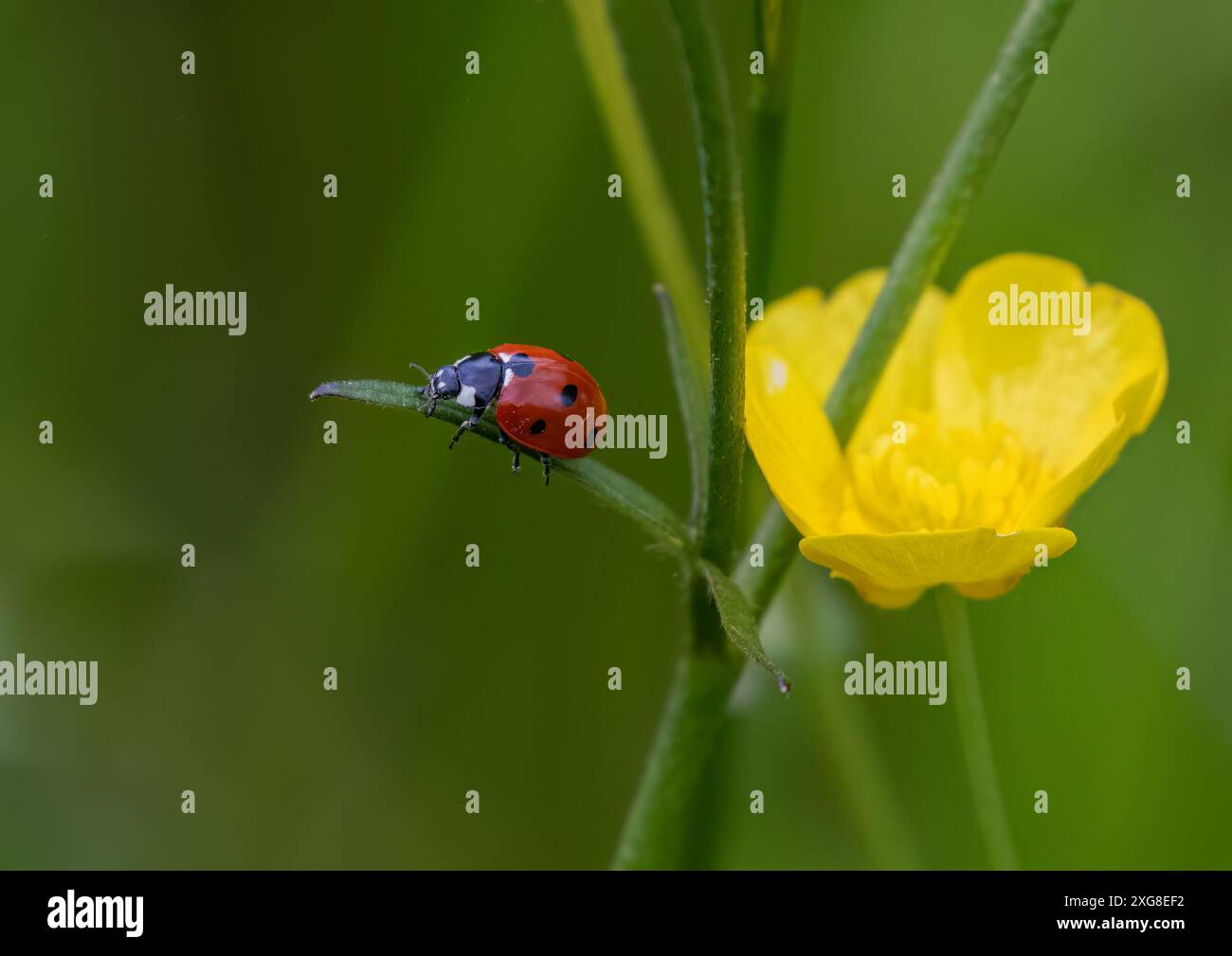 Bright coloured beetle hi-res stock photography and images - Alamy