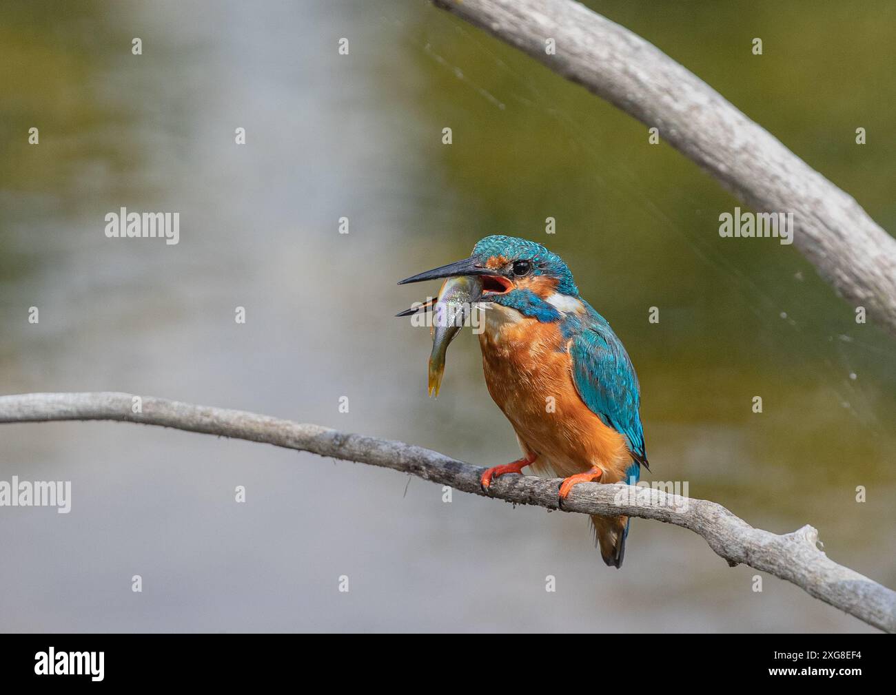 Bit of a mouthful. A male Kingfisher to swallow a big fish. Sat on a ...