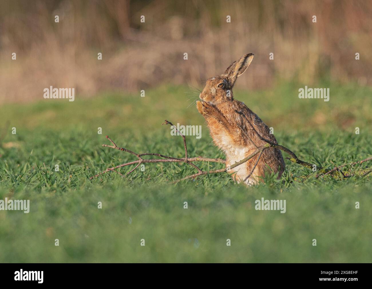 The Branch Manager .The cutest Brown Hare( Lepus europaeus ) standing ...