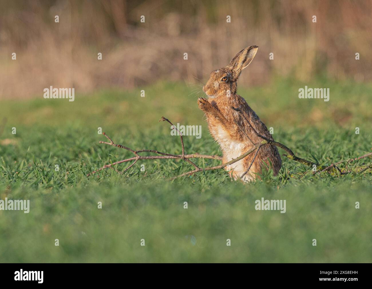 The Branch Manager .The cutest Brown Hare( Lepus europaeus ) standing ...