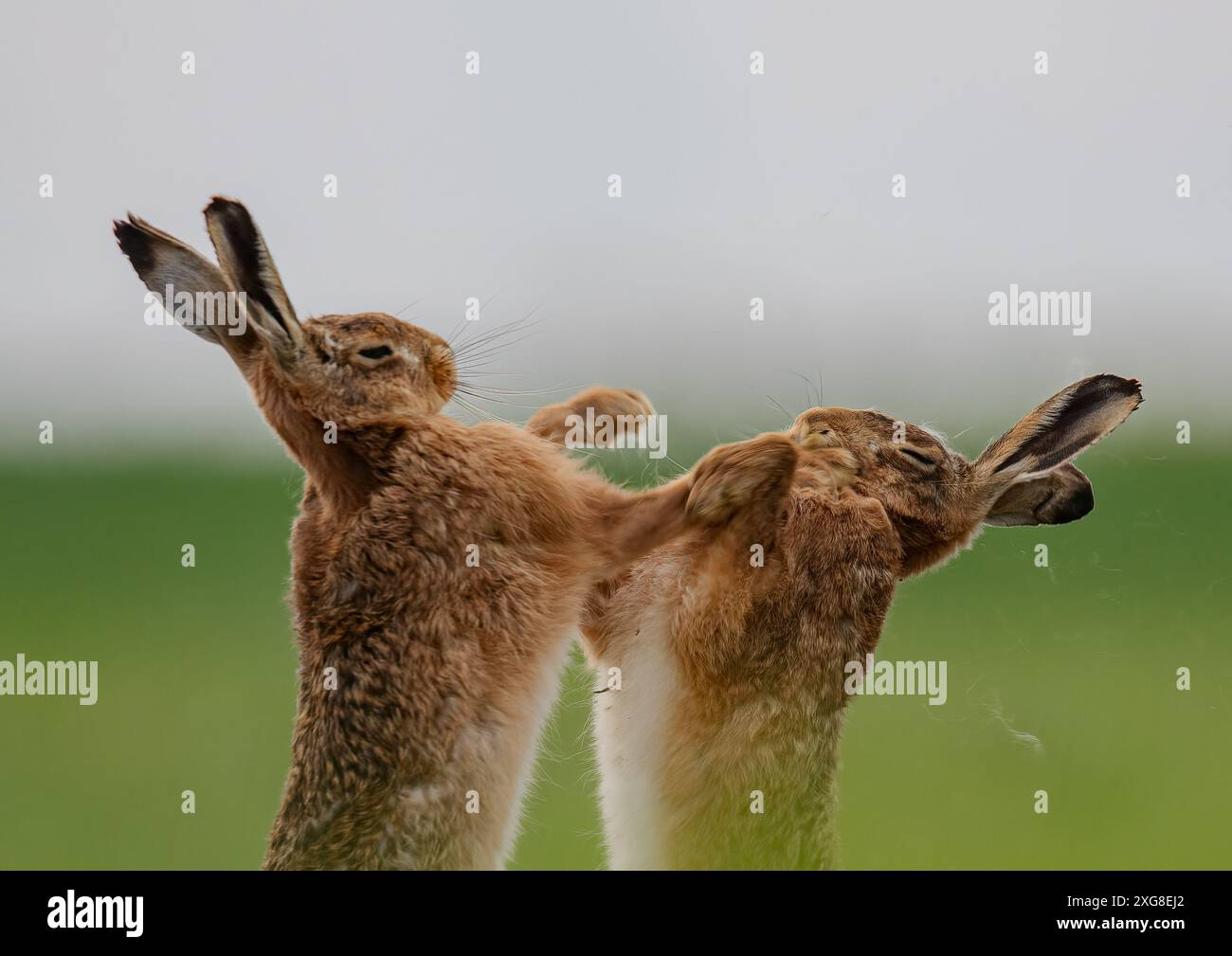 Hare punching hi-res stock photography and images - Alamy