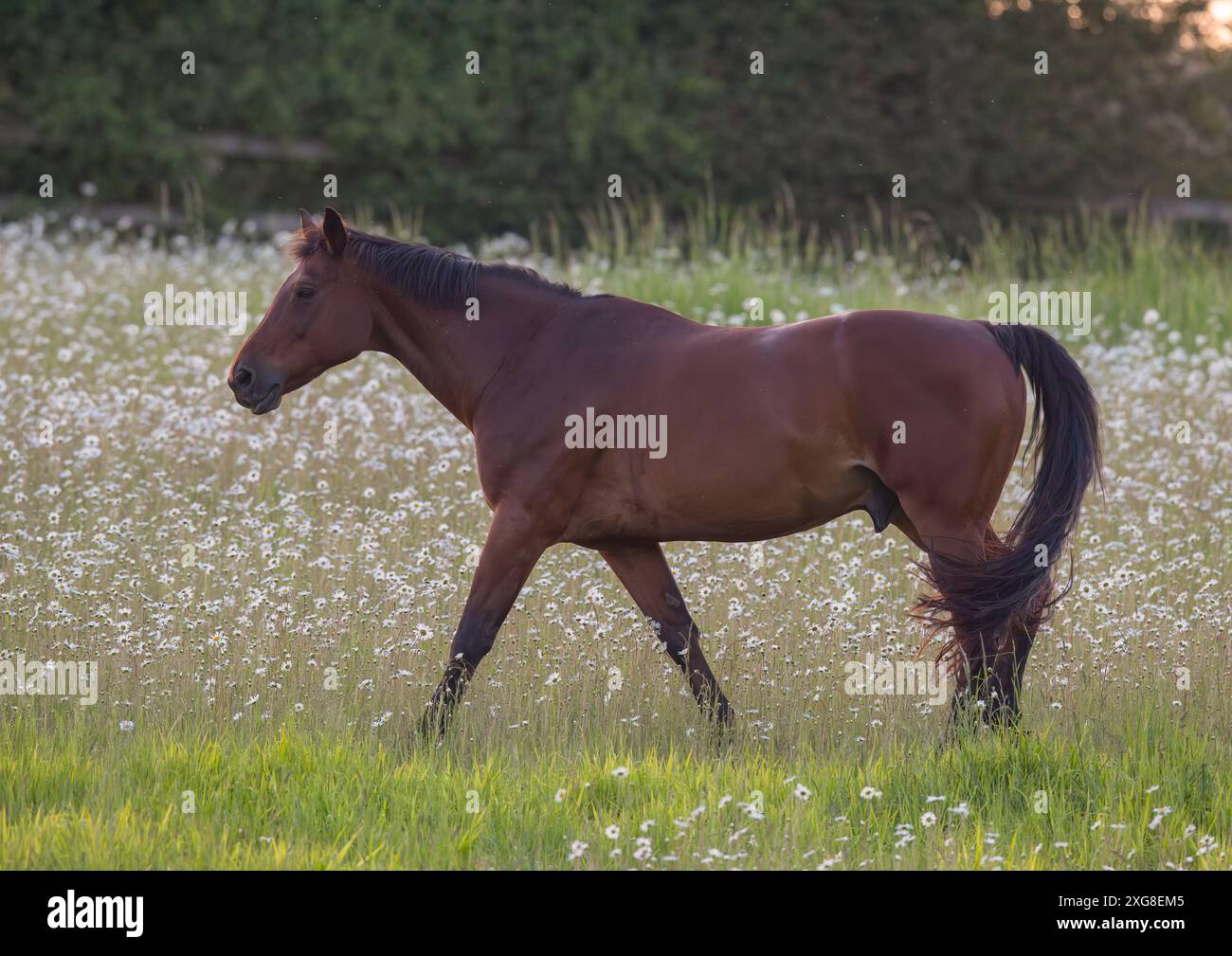 A horse at grass. A beautiful warmblood bay horse wandering through a ...