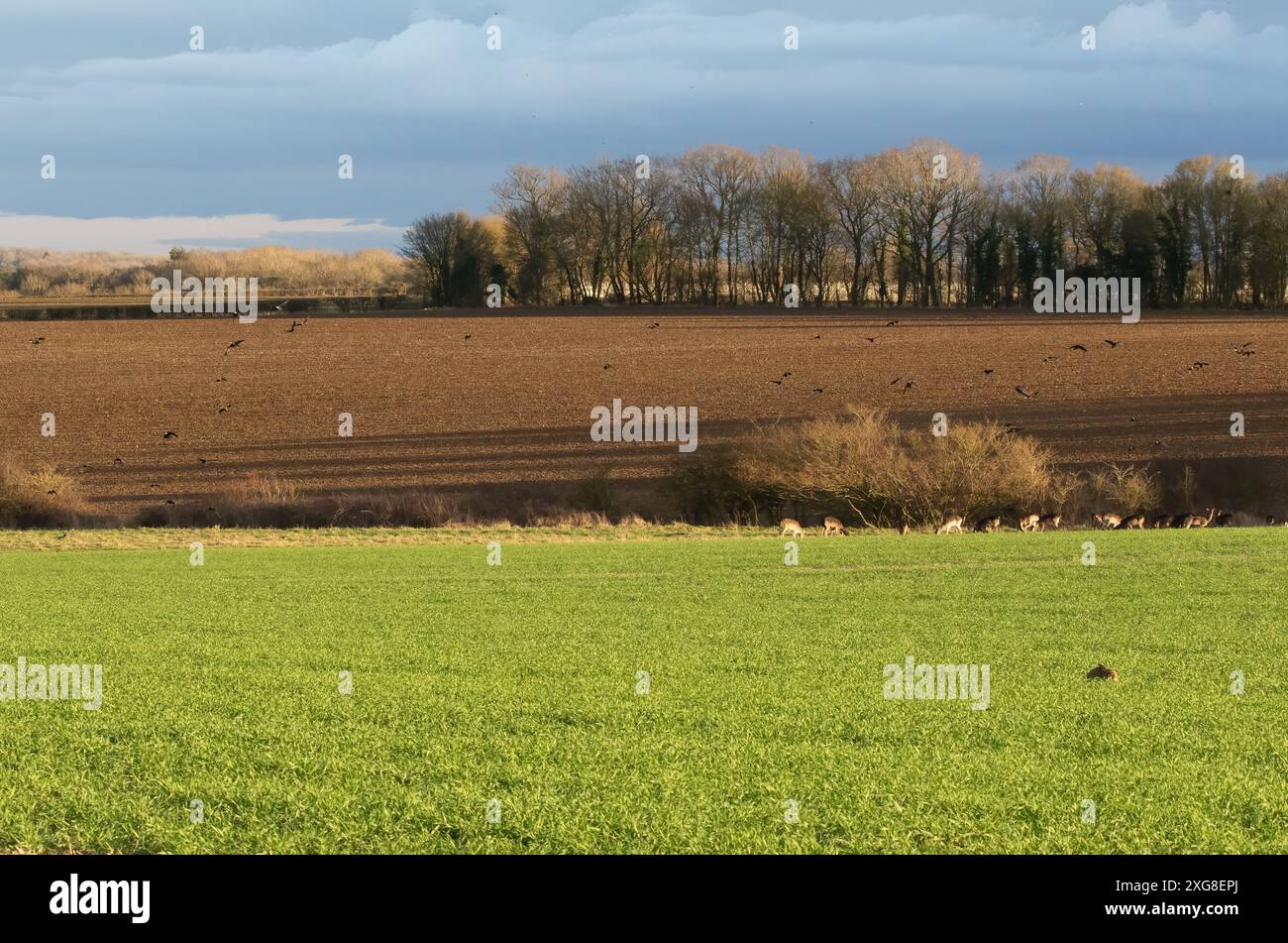 A glorious countryside winter scene, trees, hedges, fields, rooks, hare ...