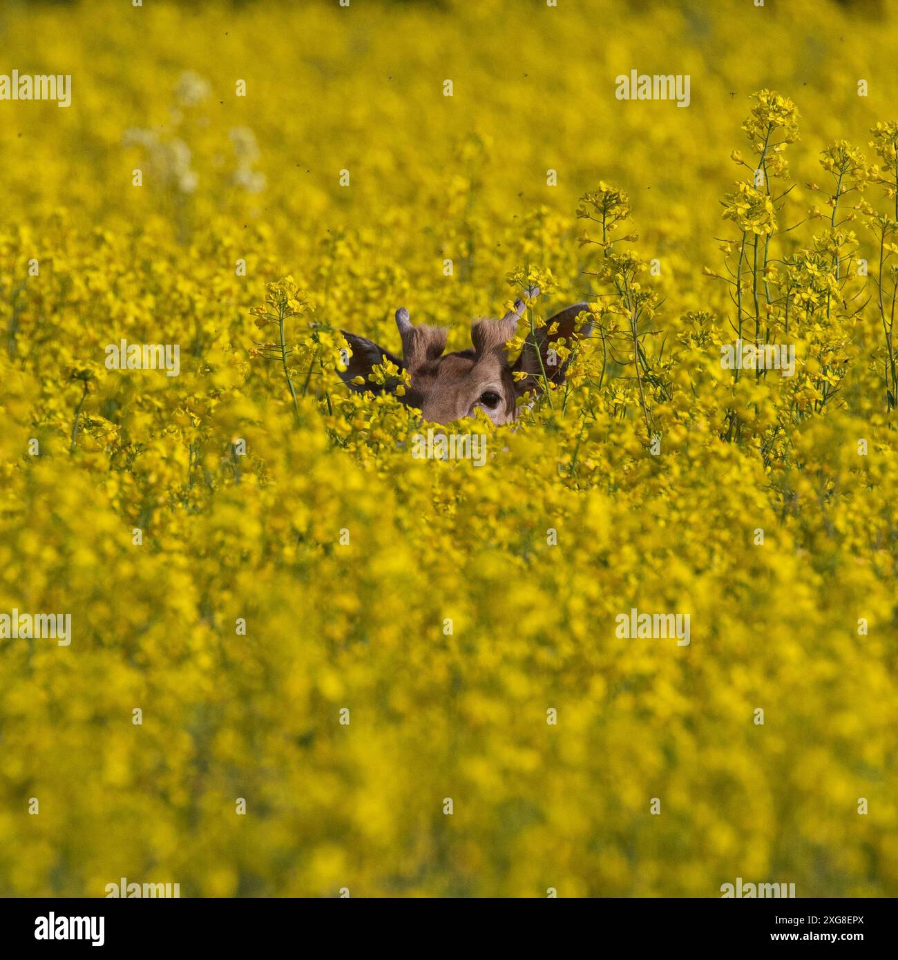 Peek a Boo. A fallow Deer ( Dama dama). Peeping it's head out in a sea ...