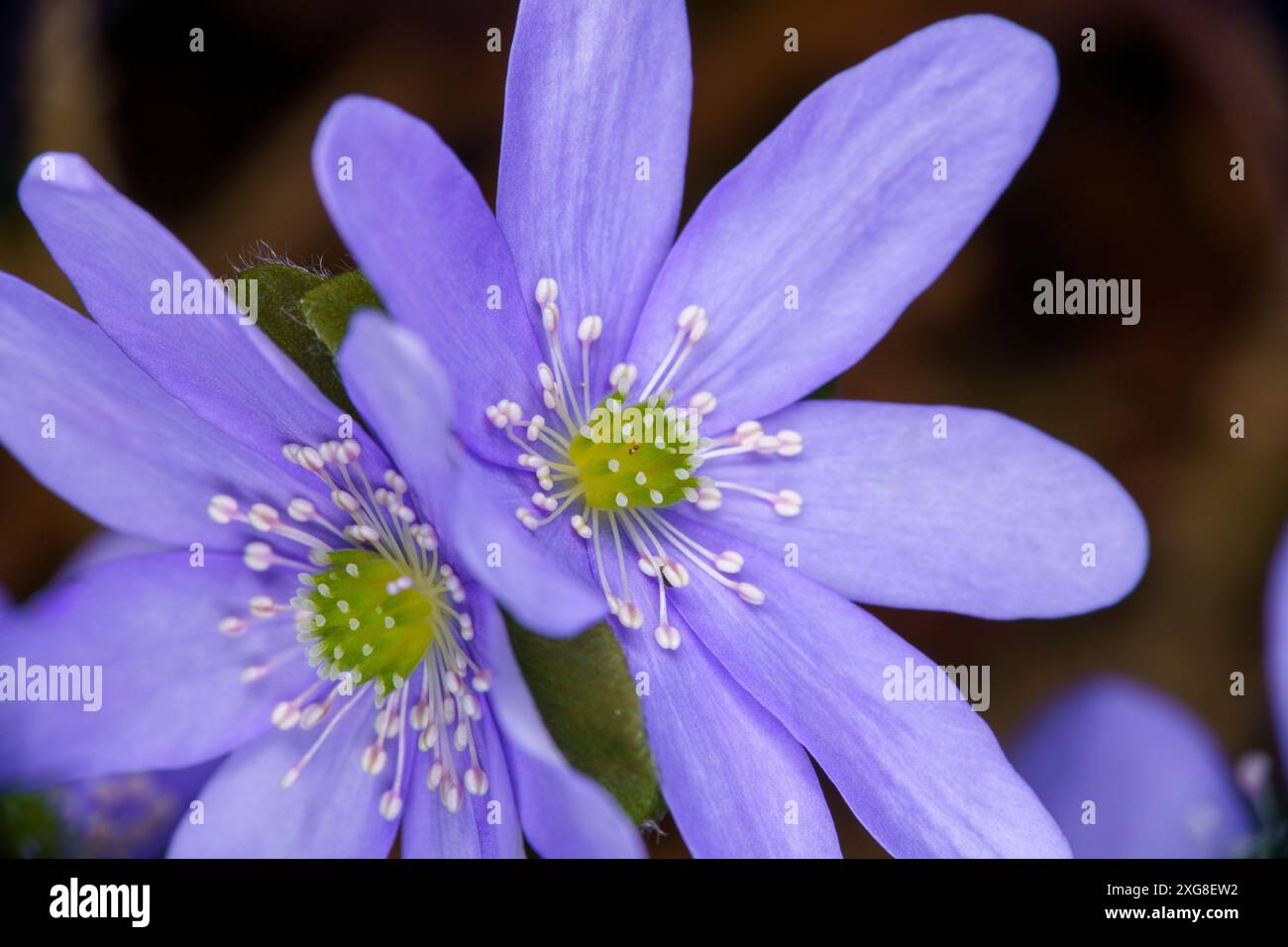 Anemone hepatica Family Ranunculaceae Genus Anemone Liverwort ...