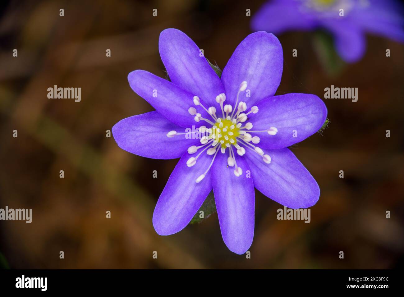 Anemone hepatica Family Ranunculaceae Genus Anemone Liverwort ...