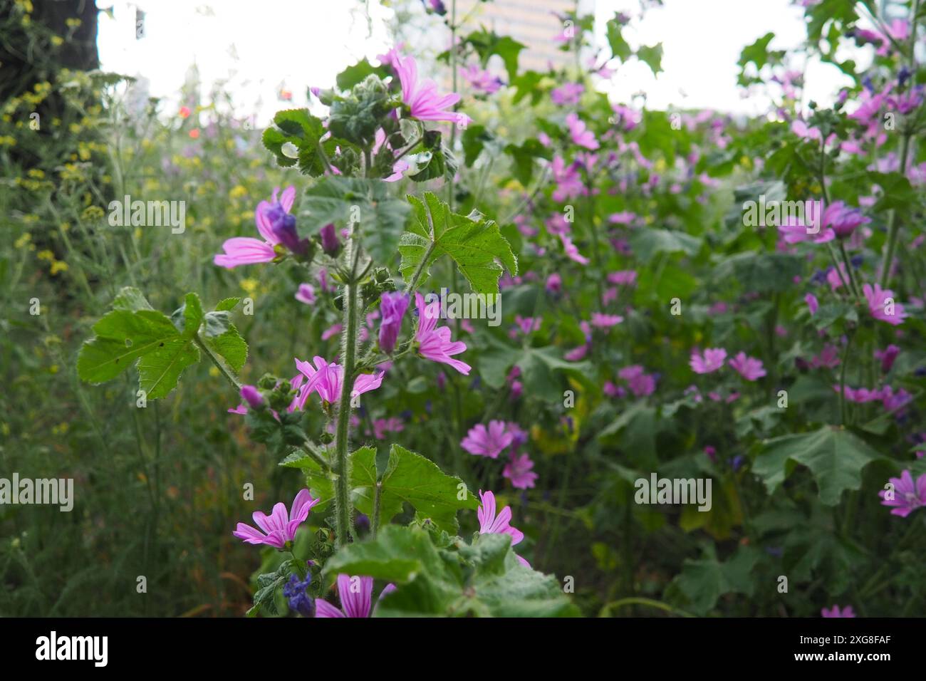 Malva sylvestris, mallow genus Malva in Malvaceae. Common mallow ...