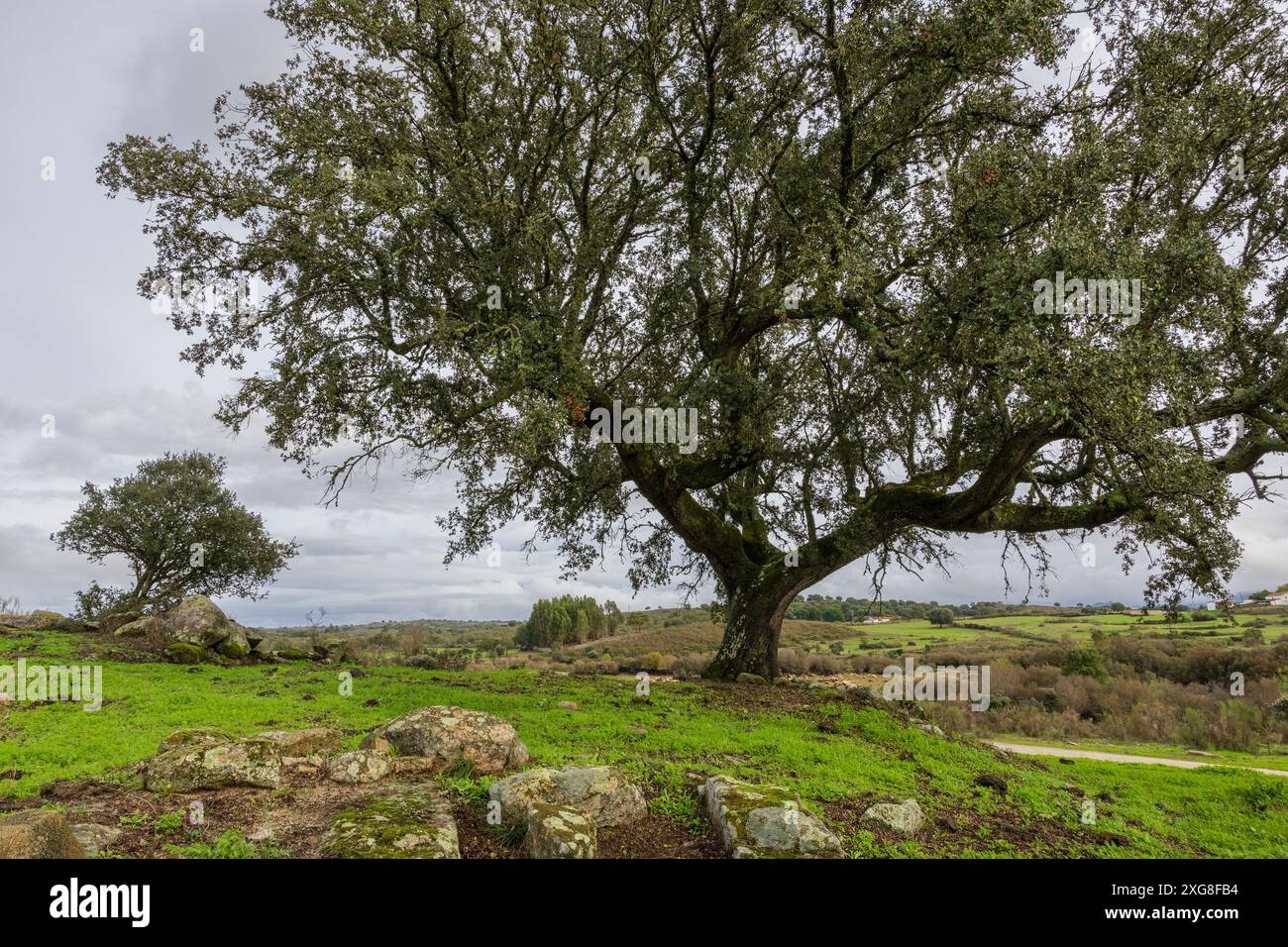 Large olive hi-res stock photography and images - Alamy