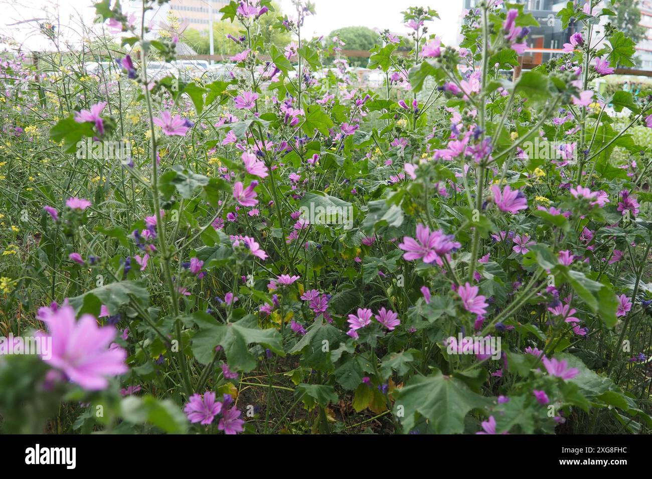 Malva sylvestris, mallow genus Malva in Malvaceae. Common mallow ...