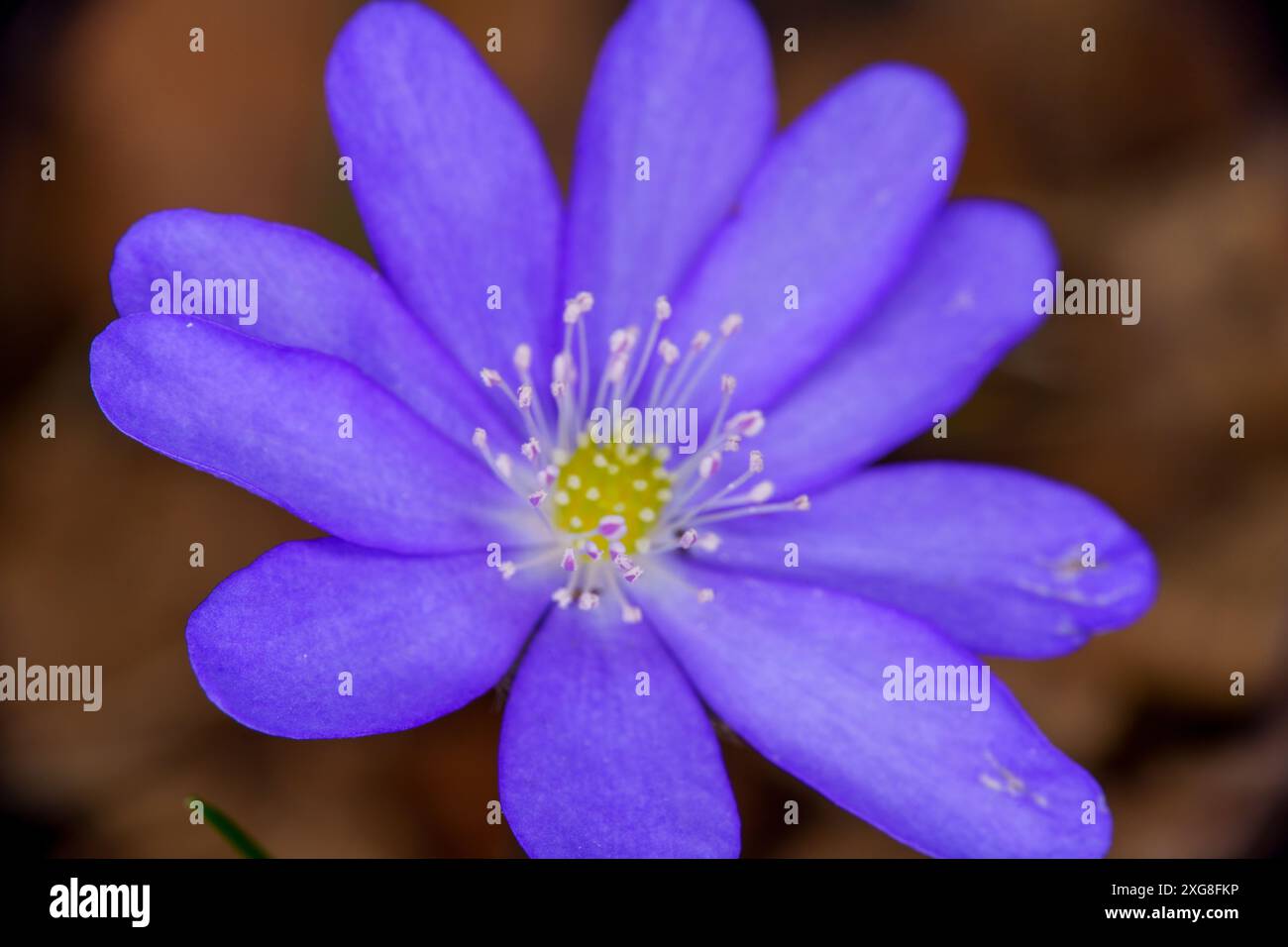 Anemone hepatica Family Ranunculaceae Genus Anemone Liverwort ...